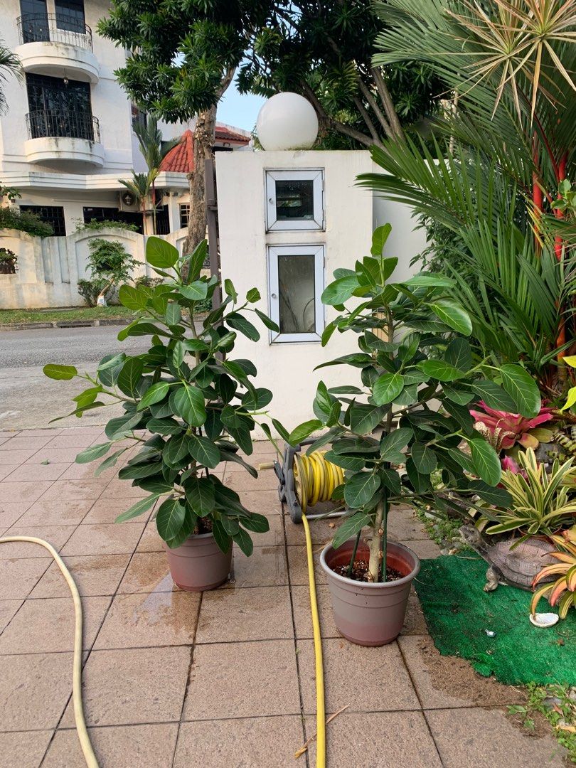 Ficus Audrey Benghalensis Tree, Furniture & Home Living, Gardening ...