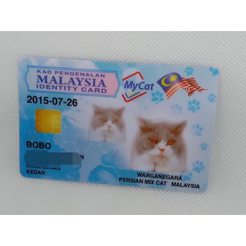 [FREE] PVC CARD IC KUCING COMEL, Pet Supplies, Homes & Other Pet ...
