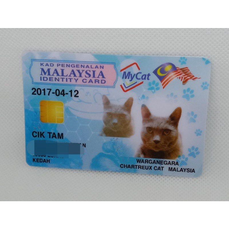 [FREE] PVC CARD IC KUCING COMEL, Pet Supplies, Homes & Other Pet ...