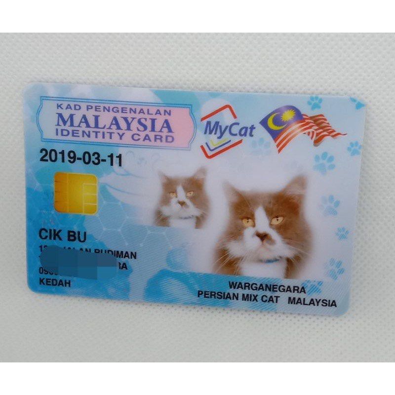 [FREE] PVC CARD IC KUCING COMEL, Pet Supplies, Homes & Other Pet ...