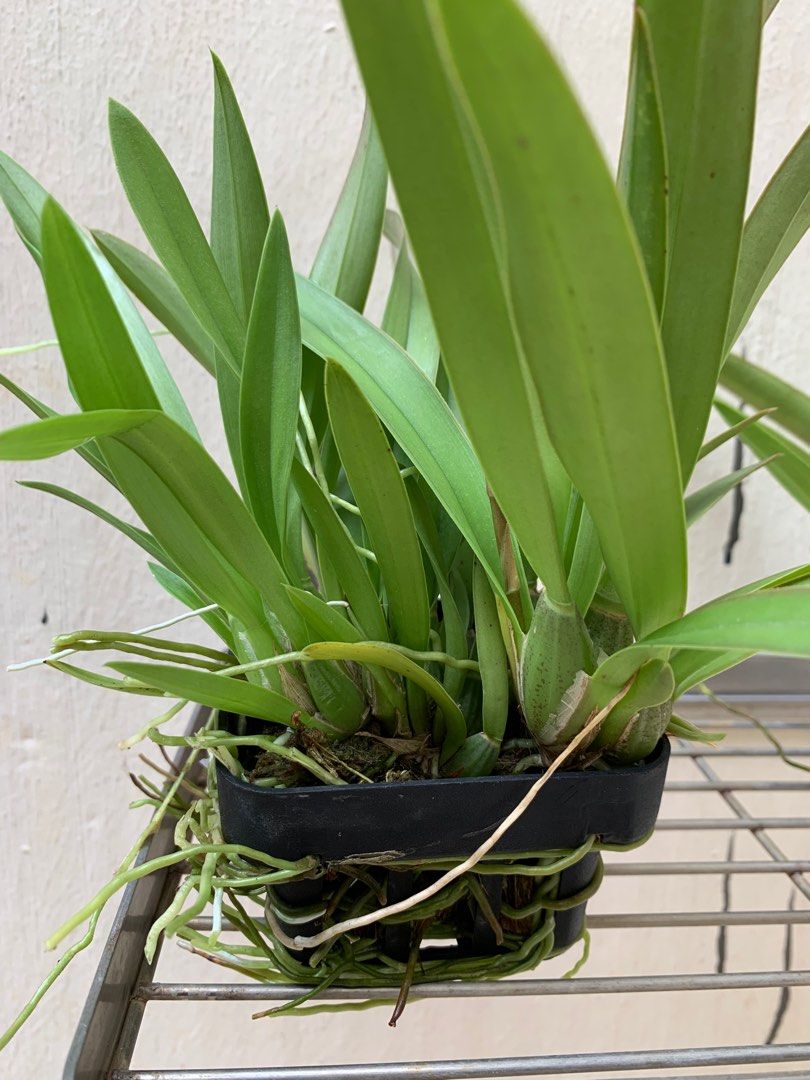 Healthy Orchid Oncidium plants, Furniture & Home Living, Gardening ...