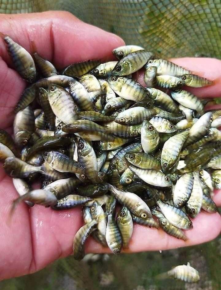 Hito tilapia koi and dalag, Pet Supplies, Homes & Other Pet Accessories ...