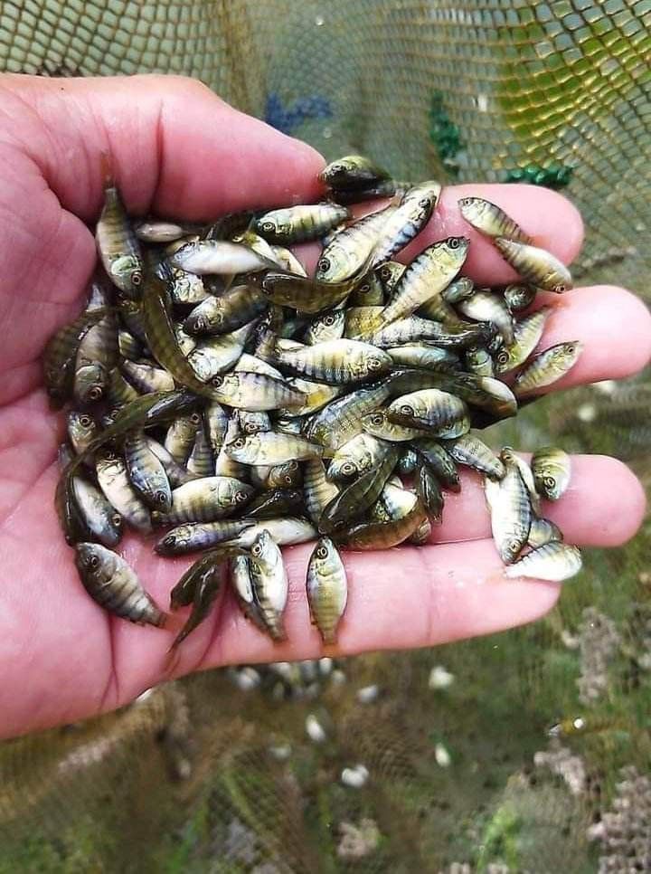 Hito tilapia koi and dalag, Pet Supplies, Homes & Other Pet Accessories ...