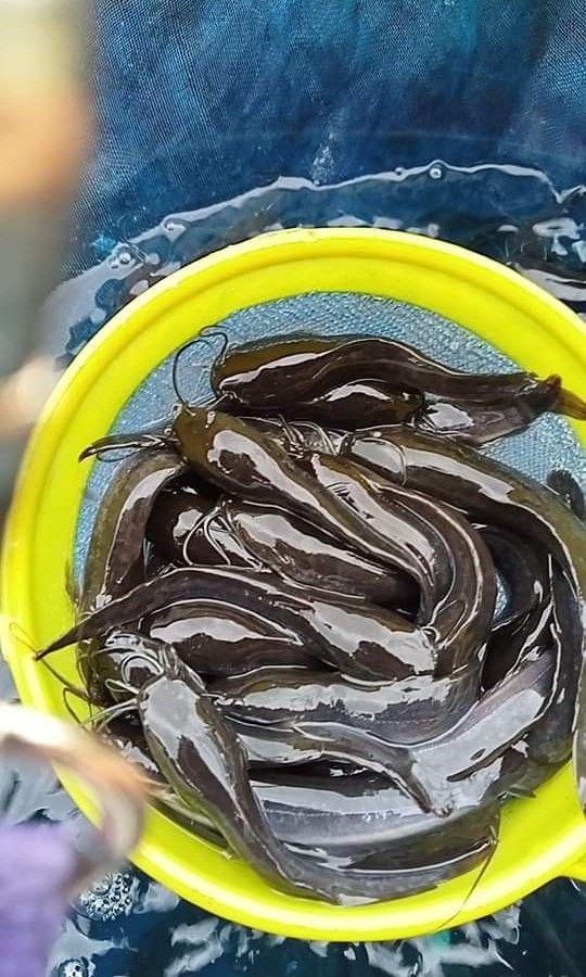 Hito tilapia koi and dalag, Pet Supplies, Homes & Other Pet Accessories ...