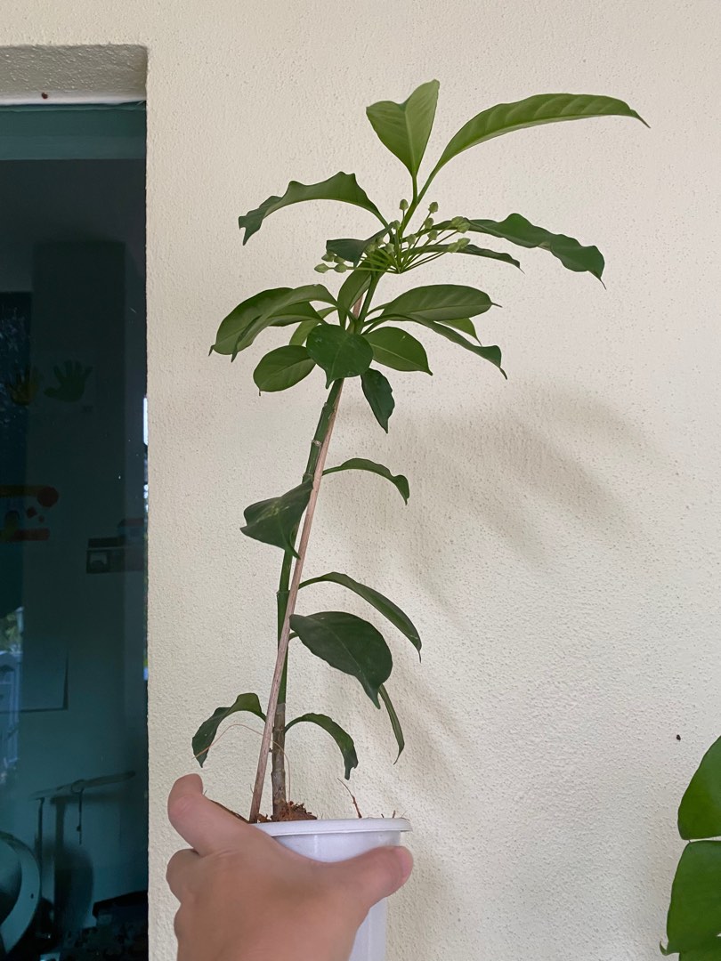 Hoya Multiflora, Furniture & Home Living, Gardening, Plants & Seeds on ...