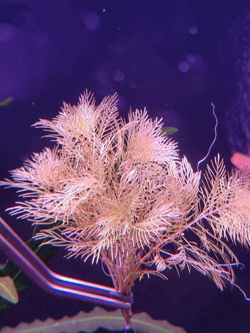 Myriophyllum mattogrossense golden (A)|RARE stem plant|aquatic aquarium ...