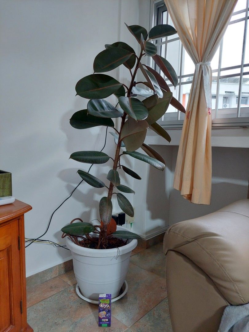 Rubber Tree, Furniture & Home Living, Gardening, Plants & Seeds on ...