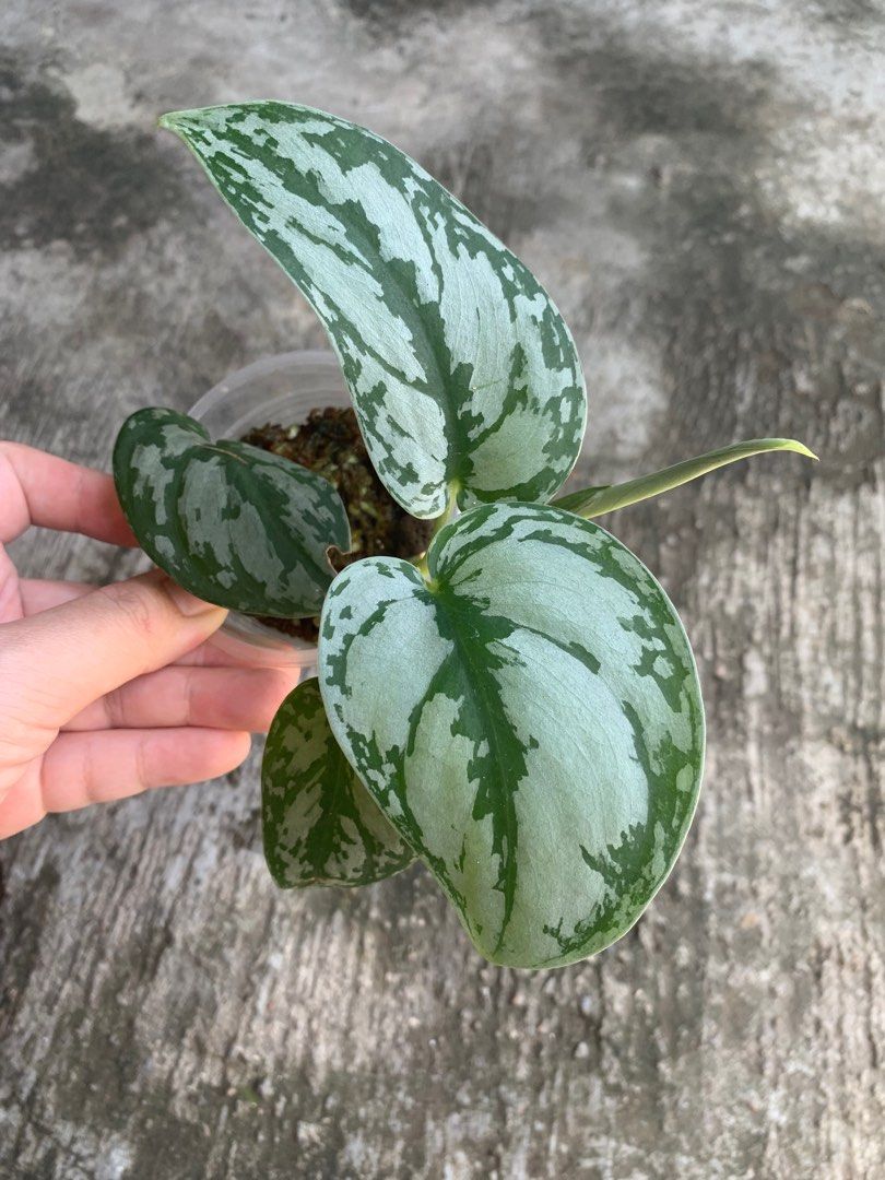 Scindapsus Borneo Sp, Furniture & Home Living, Gardening, Plants ...