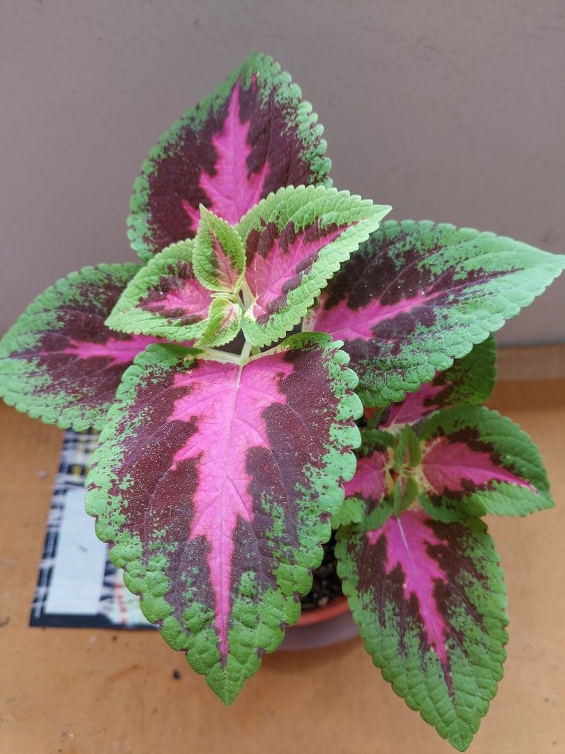 Coleus Kong Rose, Furniture & Home Living, Gardening, Plants & Seeds on ...