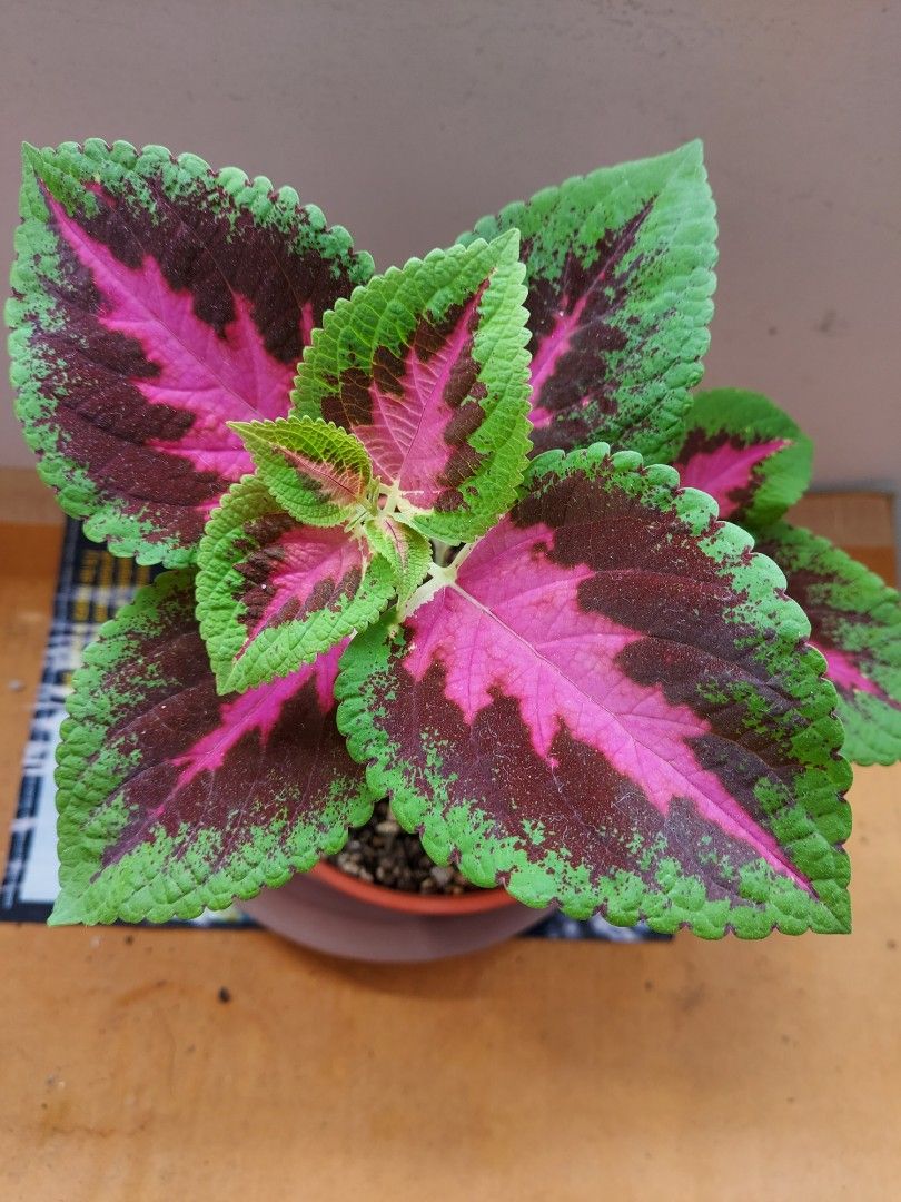 Coleus Kong Rose, Furniture & Home Living, Gardening, Plants & Seeds on ...