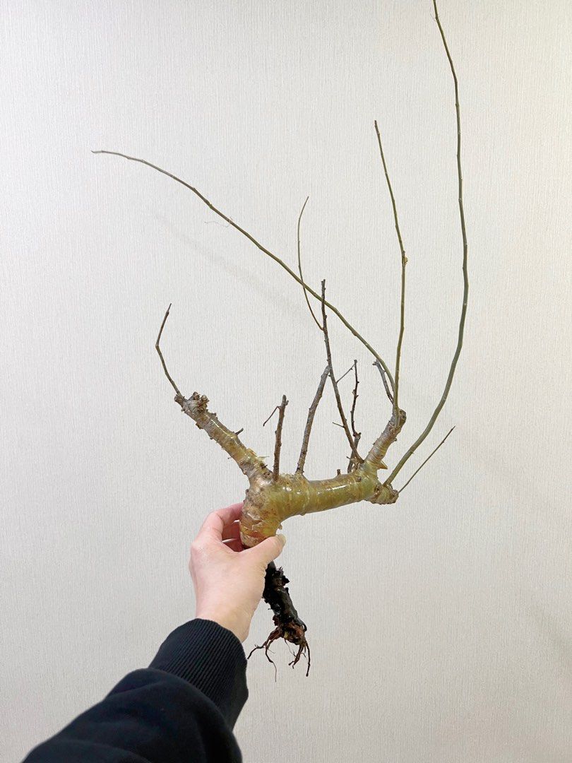 Commiphora Virgata, 傢俬＆家居, 園藝, 植物及種子 - Carousell