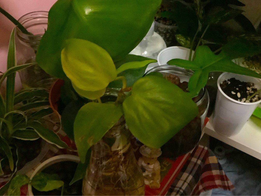 [FREE] Dwarf Sanseveria :) Updated every Sunday!!, Furniture & Home ...