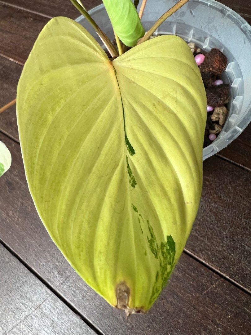 Homalomena Rubescens Variegated Yellow Sapphire Tri-Colour, Furniture ...