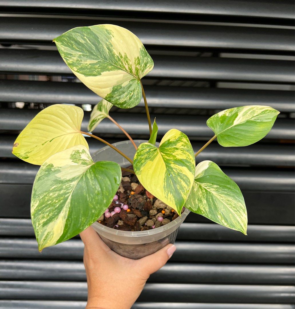 Homalomena Rubescens Variegated Yellow Sapphire Tri-Colour, Furniture ...