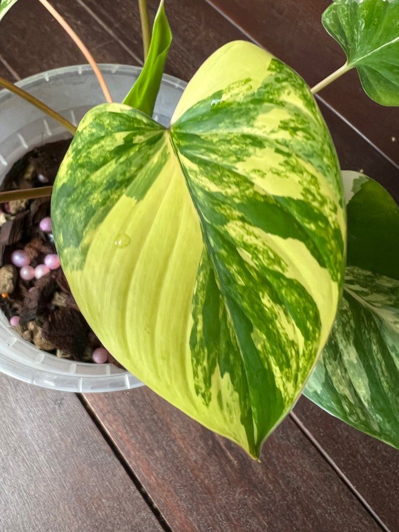 Homalomena Rubescens Variegated Yellow Sapphire Tri-Colour, Furniture ...