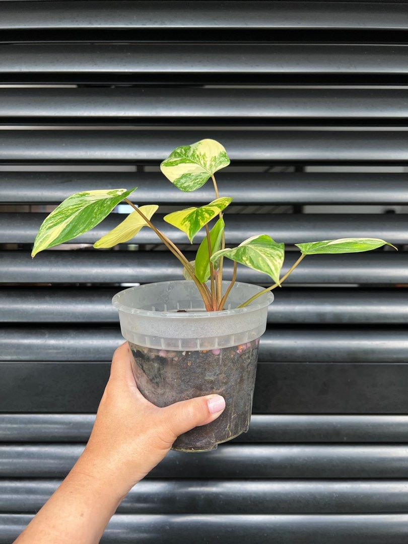 Homalomena Rubescens Variegated Yellow Sapphire Tri-Colour, Furniture ...