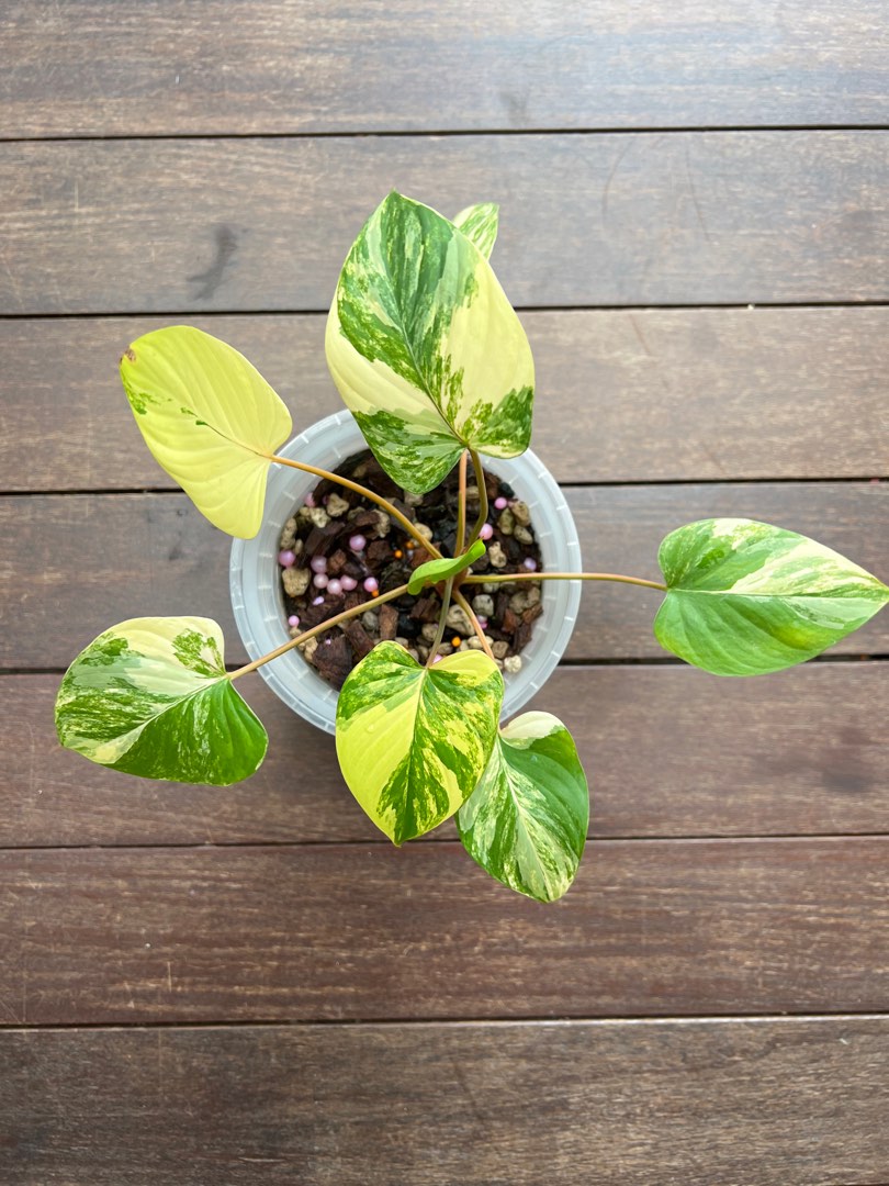Homalomena Rubescens Variegated Yellow Sapphire Tri-Colour, Furniture ...