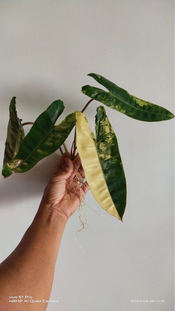 Philodendron billietae variegated, Furniture & Home Living, Gardening ...