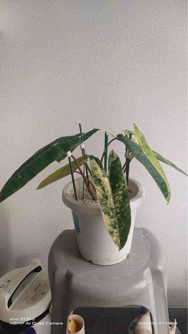 Philodendron billietae variegated, Furniture & Home Living, Gardening ...