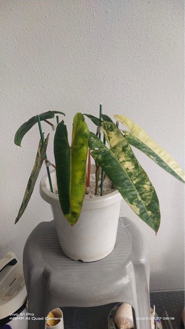 Philodendron billietae variegated, Furniture & Home Living, Gardening ...