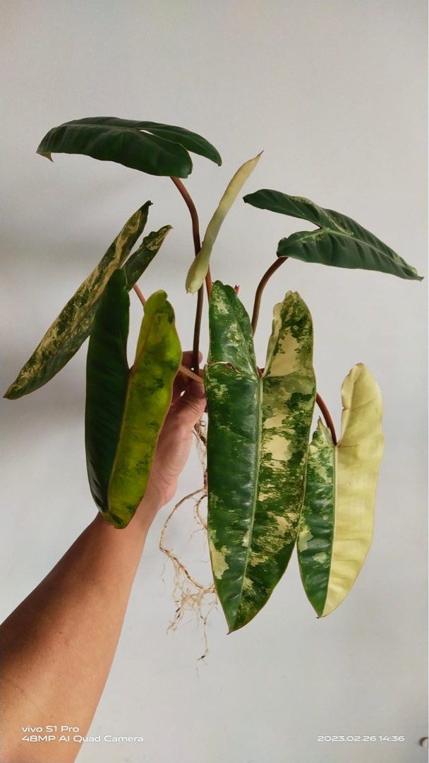 Philodendron billietae variegated, Furniture & Home Living, Gardening ...