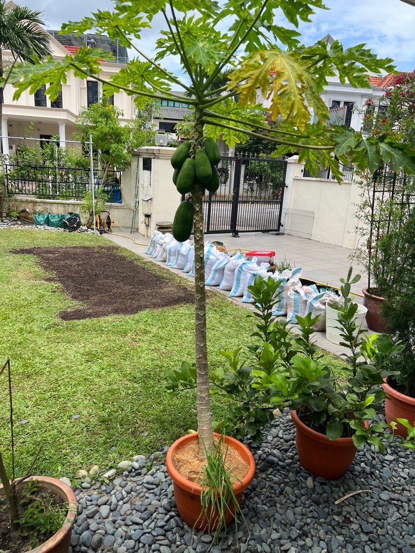 Potted Papaya Plants with fruits!!!, Furniture & Home Living, Gardening ...