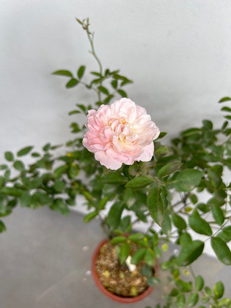 Rose Plant (Goddess Of The Luo River), Furniture & Home Living ...