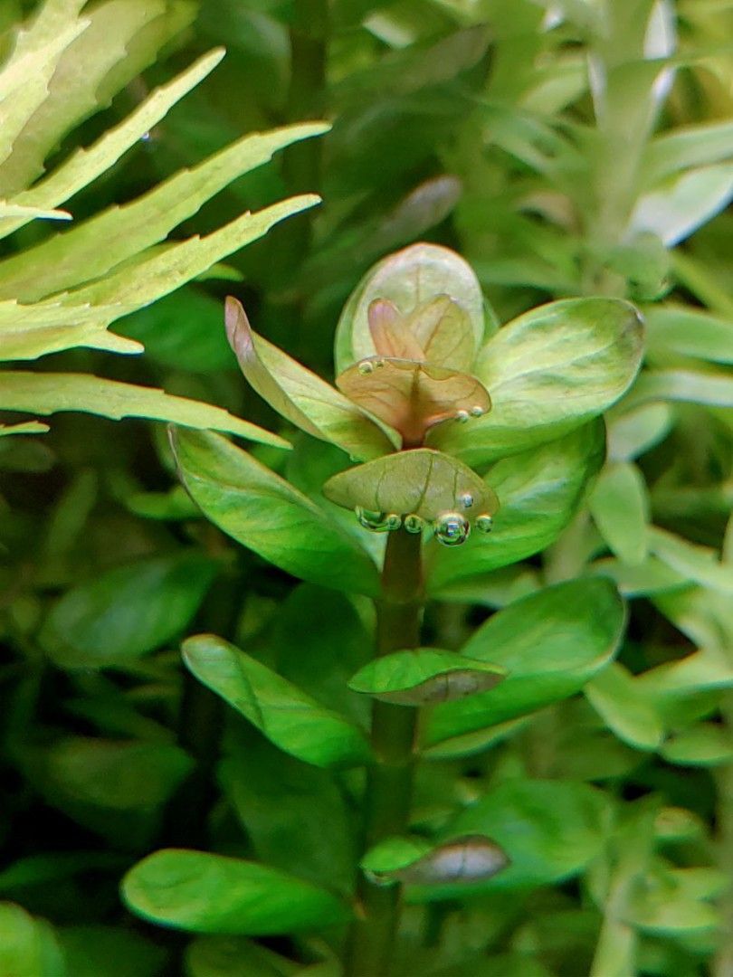 Rotala indica bonsai, Furniture & Home Living, Gardening, Plants ...
