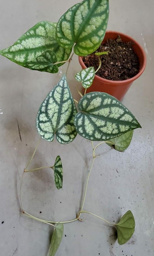Betel Silver Queen Variegated Climbing Plant, Furniture & Home Living ...