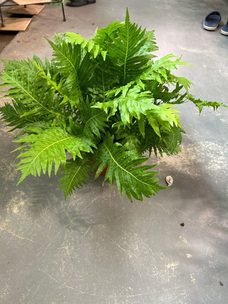 Dwarf Tree Fern ., Furniture & Home Living, Gardening, Plants & Seeds ...