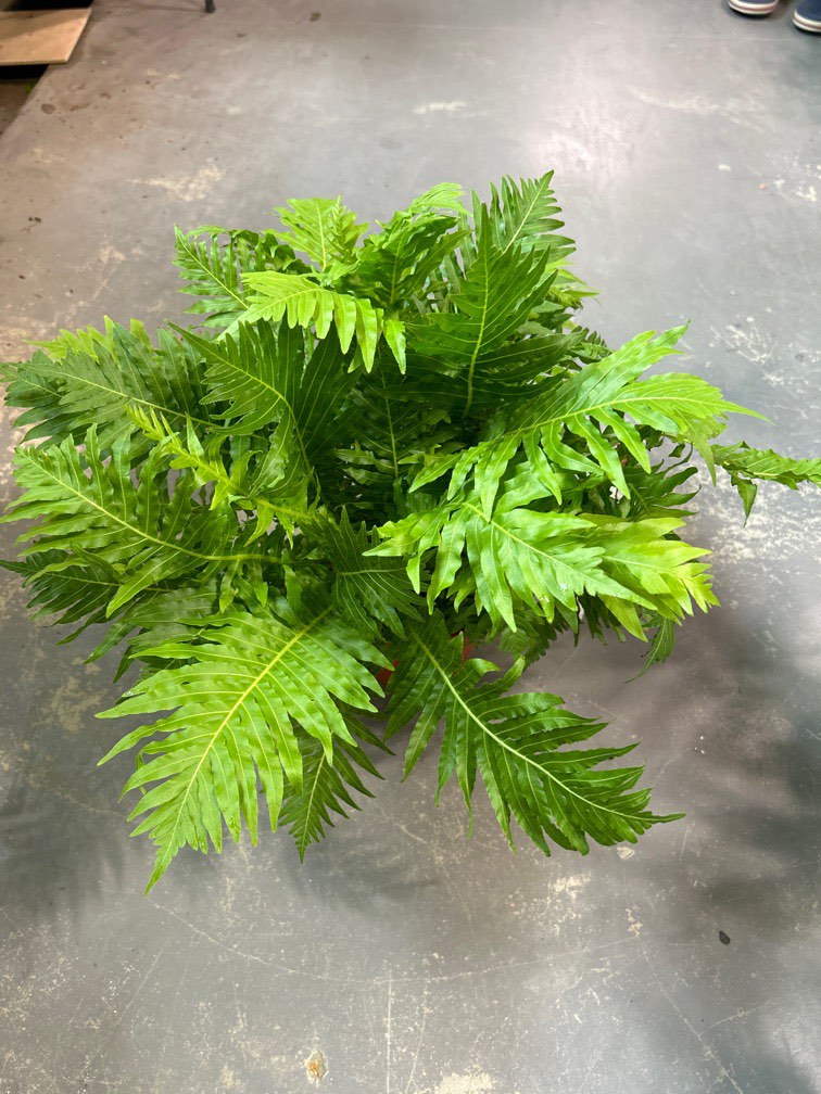 Dwarf Tree Fern ., Furniture & Home Living, Gardening, Plants & Seeds ...