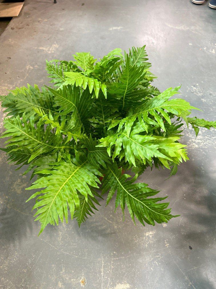 Dwarf Tree Fern ., Furniture & Home Living, Gardening, Plants & Seeds ...