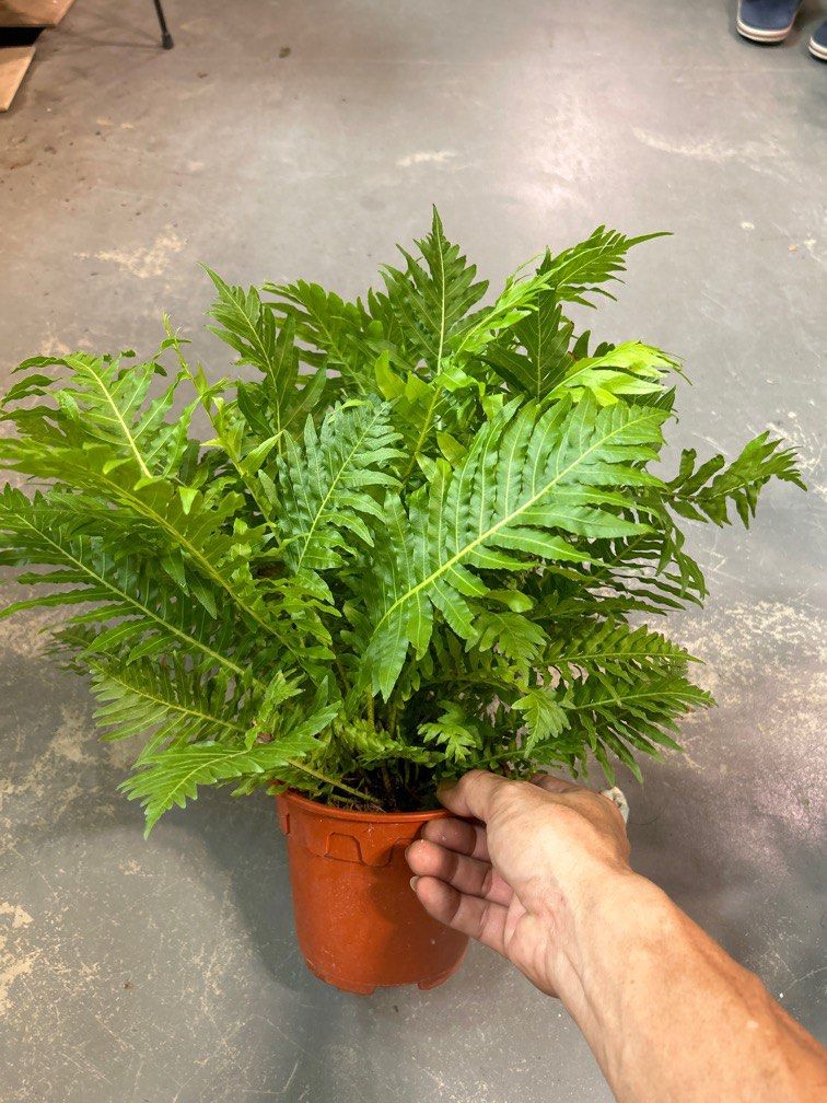 Dwarf Tree Fern ., Furniture & Home Living, Gardening, Plants & Seeds ...