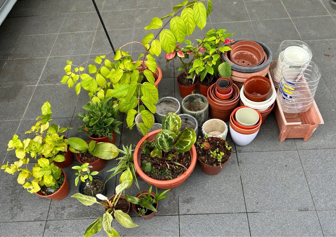 Free Plants, Pots, Planters, Furniture & Home Living, Gardening, Pots ...