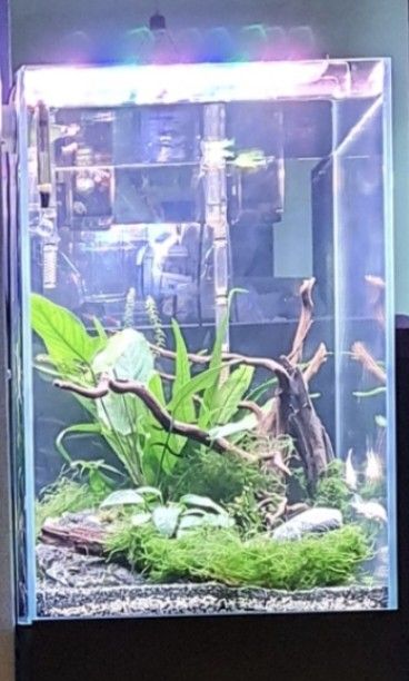 Full Set Crystal Tank With Cabinet, LED, Filter (Cabinet sold), Pet ...