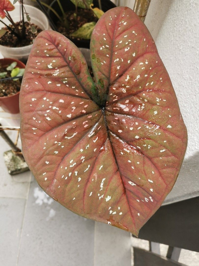 Keladi Caladium, Furniture & Home Living, Gardening, Plants & Seeds on ...