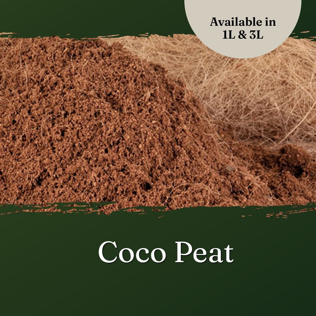 Perlite, Pine Bark, Pumice, Coco Peat, LECA (Good for Aroid, Orchid ...