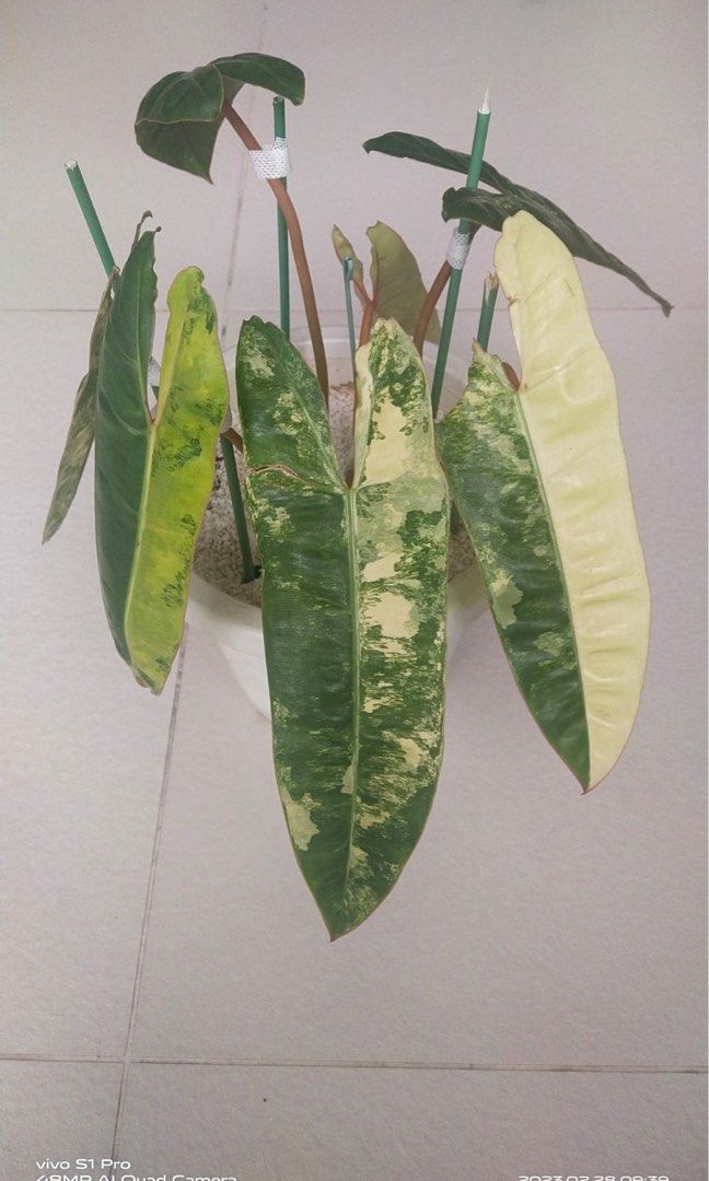 Philodendron billietae variegated, Furniture & Home Living, Gardening ...