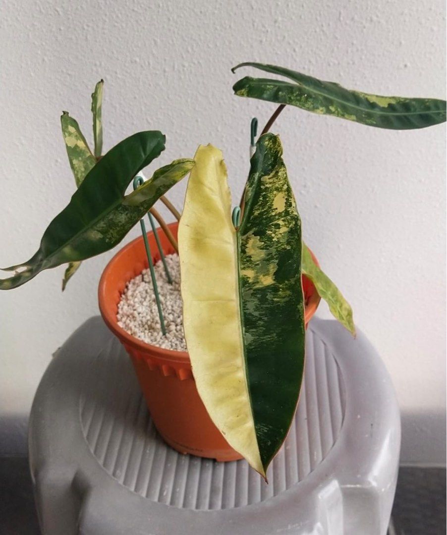 Philodendron billietae variegated, Furniture & Home Living, Gardening ...