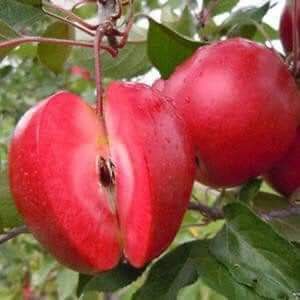 Pokok Epal Red love apple, Furniture & Home Living, Gardening, Plants ...
