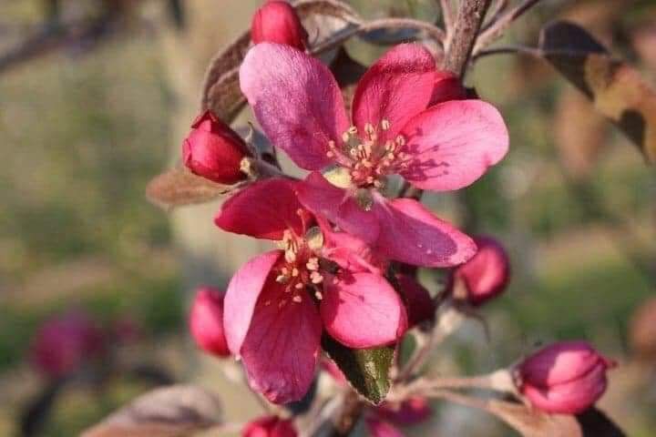 Pokok Epal Red love apple, Furniture & Home Living, Gardening, Plants ...