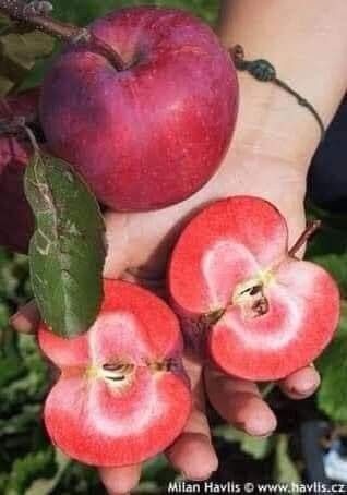 Pokok Epal Red love apple, Furniture & Home Living, Gardening, Plants ...