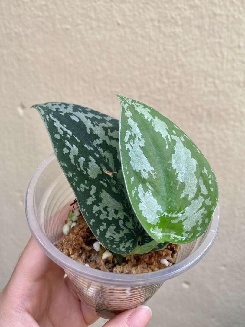 Scindapsus SP, Furniture & Home Living, Gardening, Plants & Seeds on ...