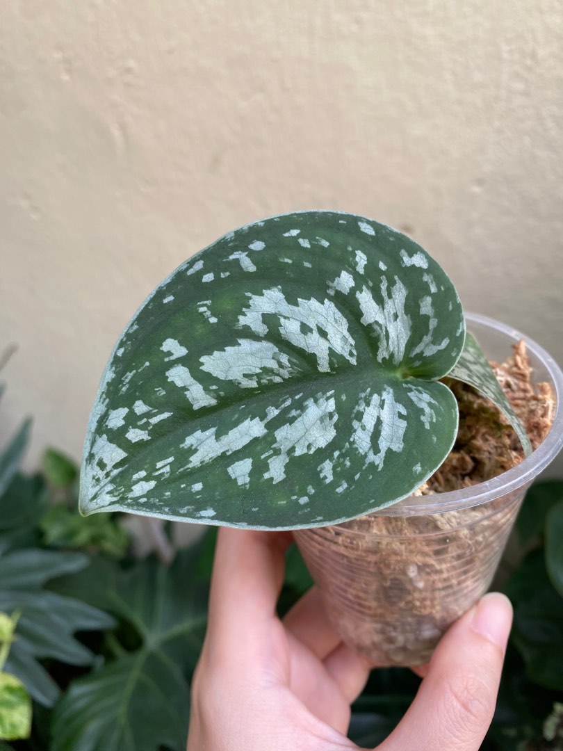 Scindapsus SP, Furniture & Home Living, Gardening, Plants & Seeds on ...
