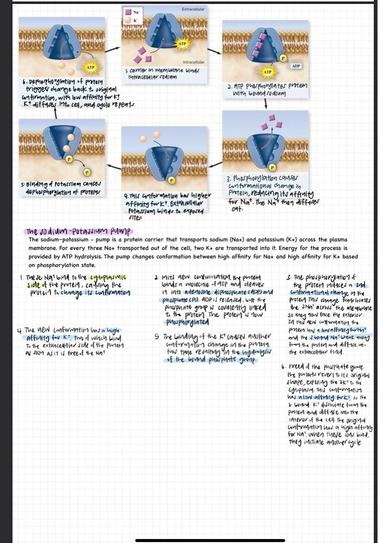 singapore-poly-cls-biochem-year-1-sem-1-digital-notes-hobbies-toys