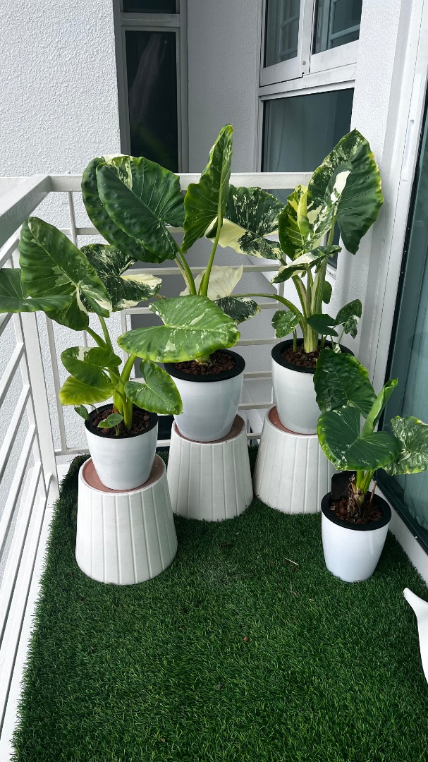 Variegated Alocasia Macrorrhizos & Flower Pots (10 plants), Furniture ...