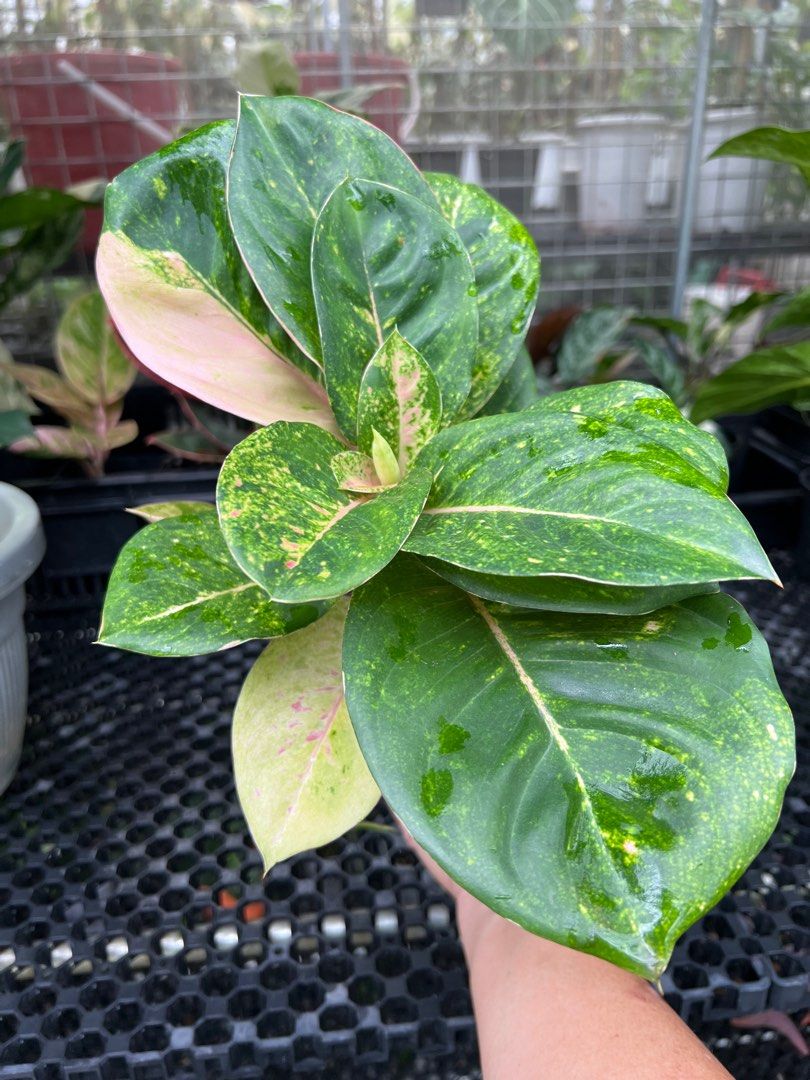 Aglaonema Kam Lai Yok , Furniture & Home Living, Gardening, Plants ...