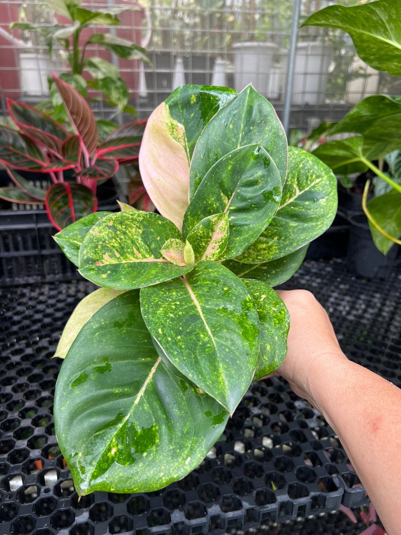 Aglaonema Kam Lai Yok , Furniture & Home Living, Gardening, Plants ...
