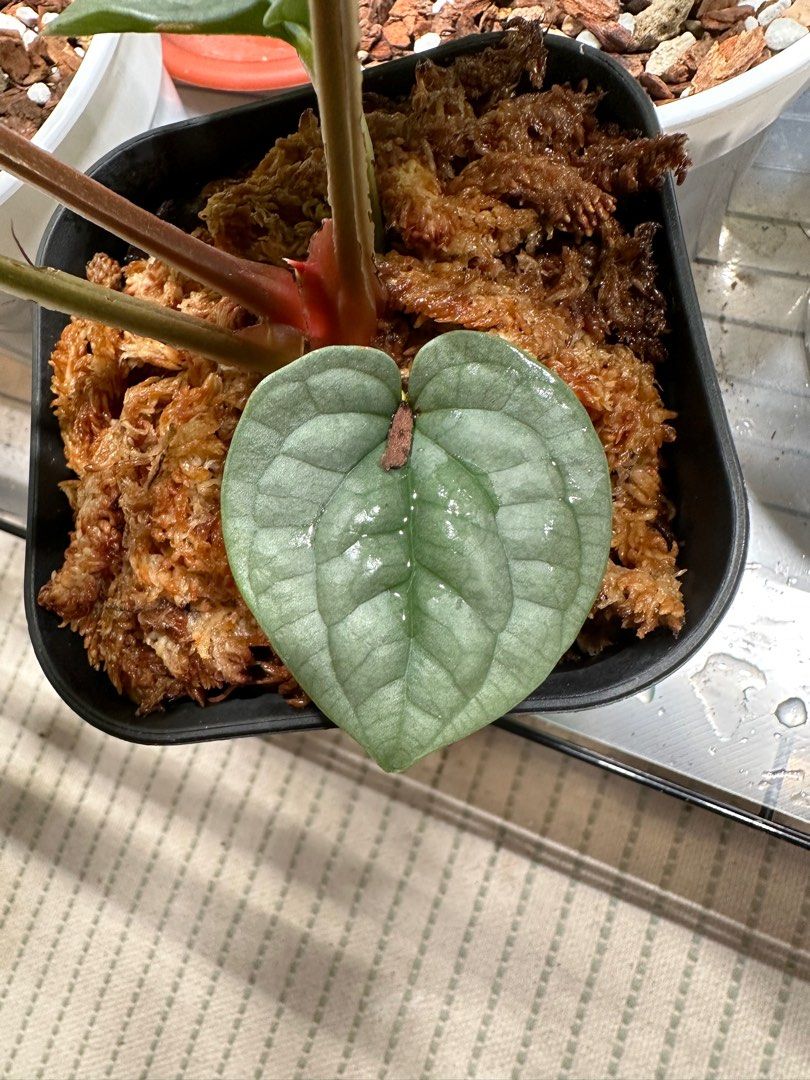 Anthurium Luxurians, Furniture & Home Living, Gardening, Plants & Seeds ...