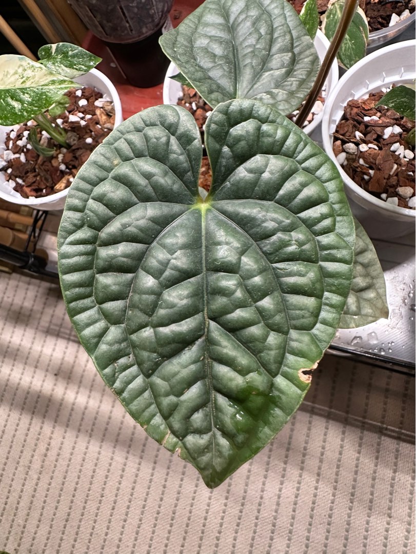 Anthurium Luxurians, Furniture & Home Living, Gardening, Plants & Seeds ...